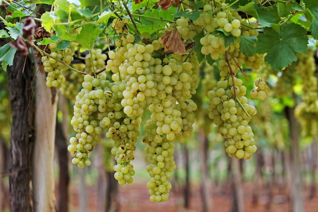 Nordeste produz metade das uvas do Brasil e já passa o Chile