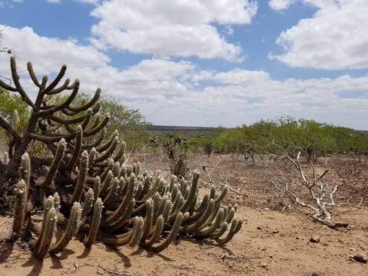 Dia Nacional da Caatinga celebra bioma autenticamente nordestino