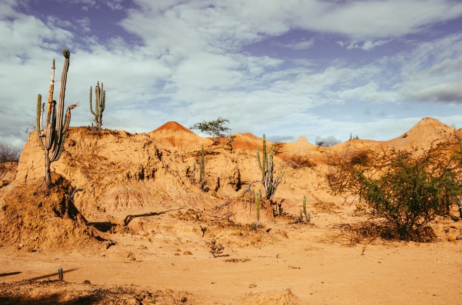 Ação inédita vai unir forças para recuperar 1 milhão de hectares de ...