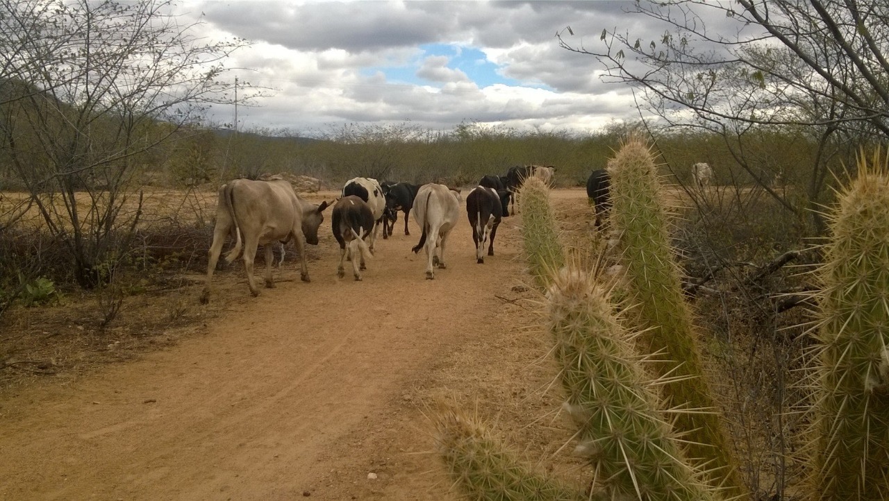 Nordeste pleiteia Fundo de Reconstrução da Caatinga