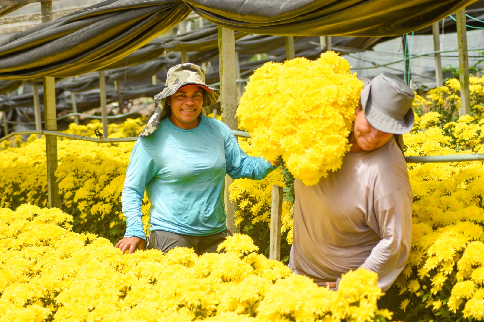 Maior produtor de flores de Pernambuco, Gravatá saúda a primavera com ...