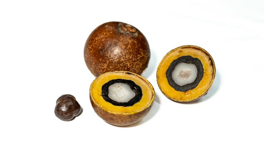 Nordeste terá produção de combustível com planta nativa - Portal NE9