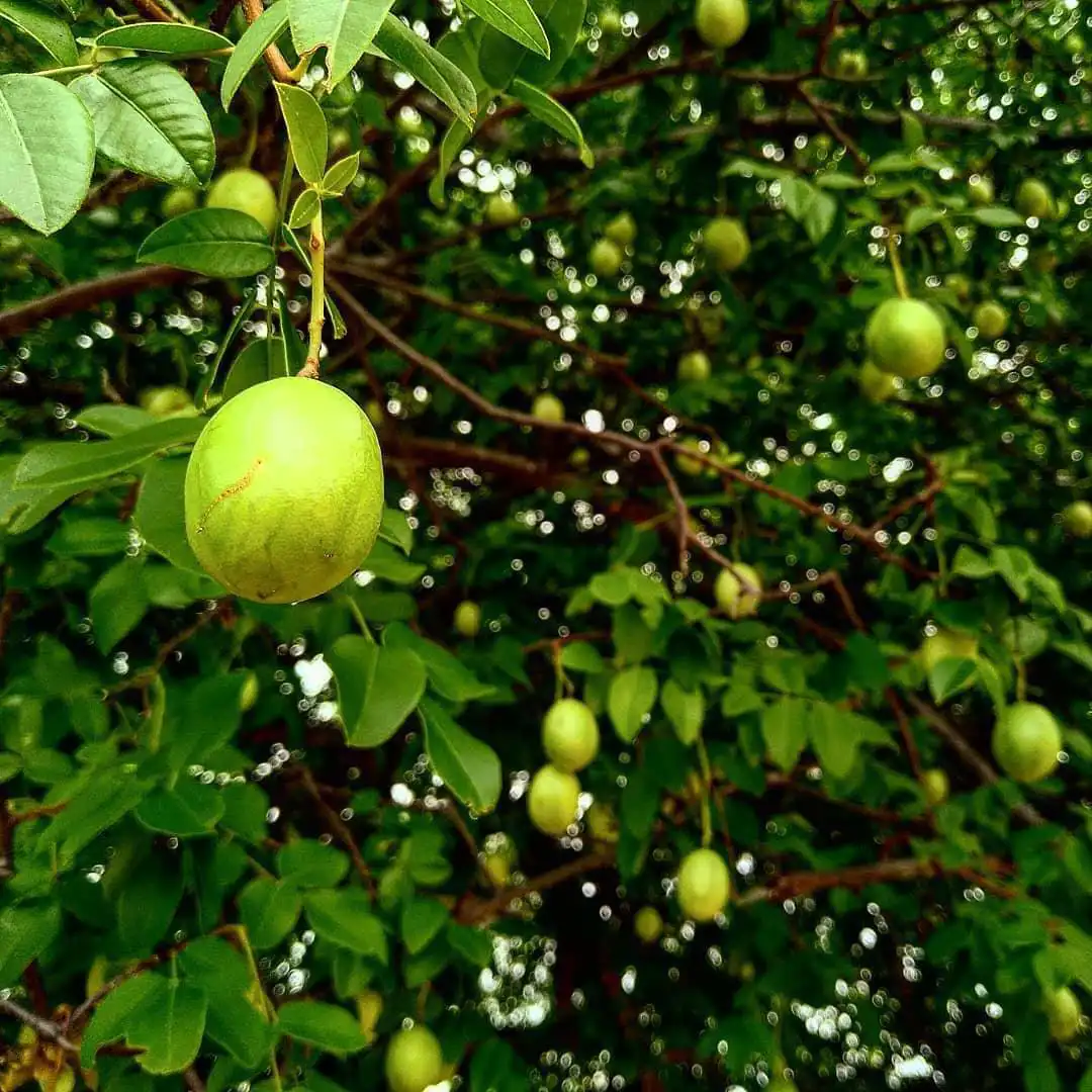 Espumante de umbu é a nova estrela das bebidas do Nordeste